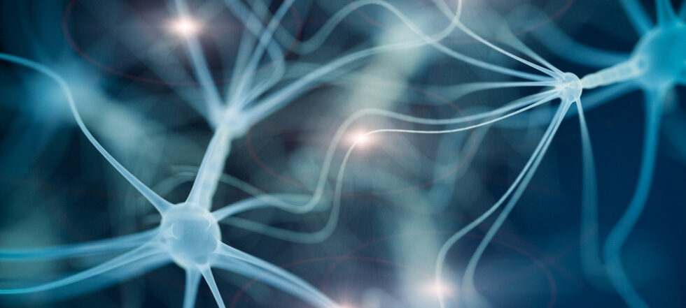 Yes, Adults Can Grow New Brain Cells – Here’s What That Means for Brain ...